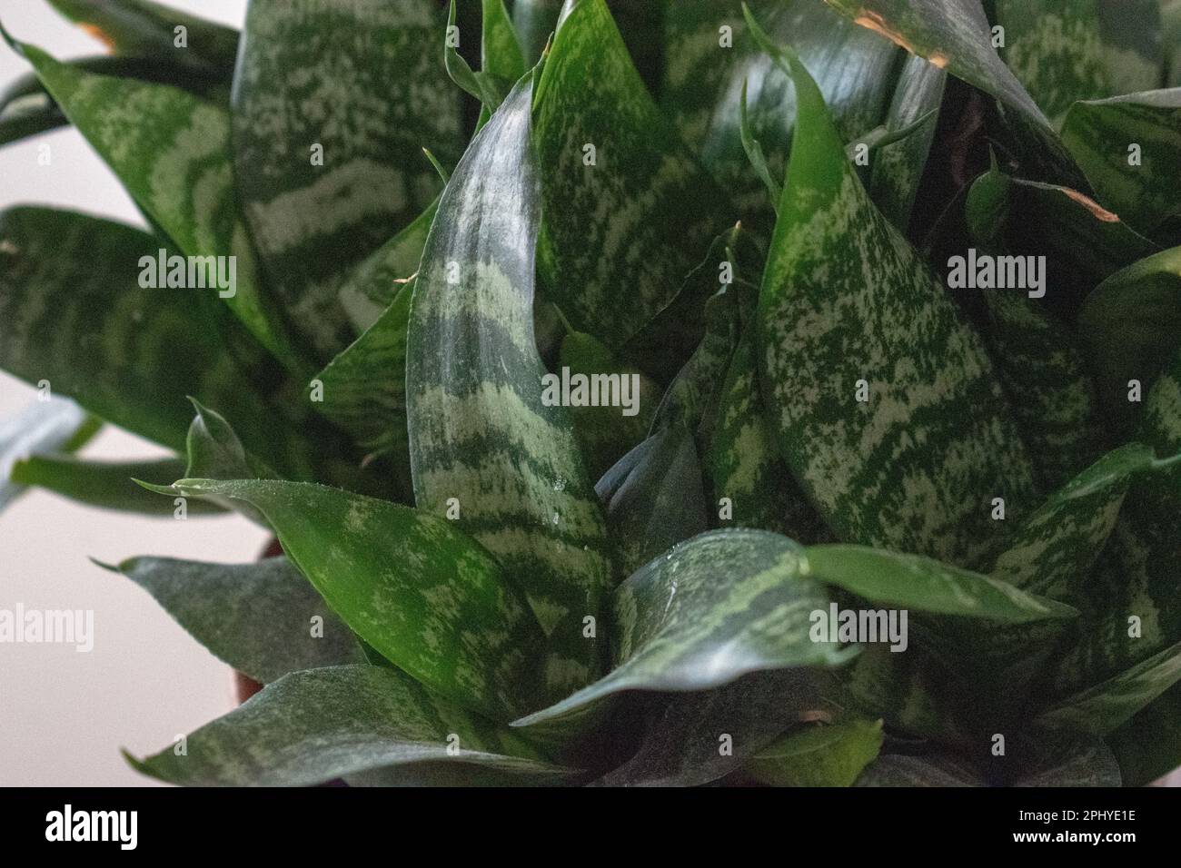 Succulents. Yellow and green Sansevieria (Dracaena trifasciata the ...