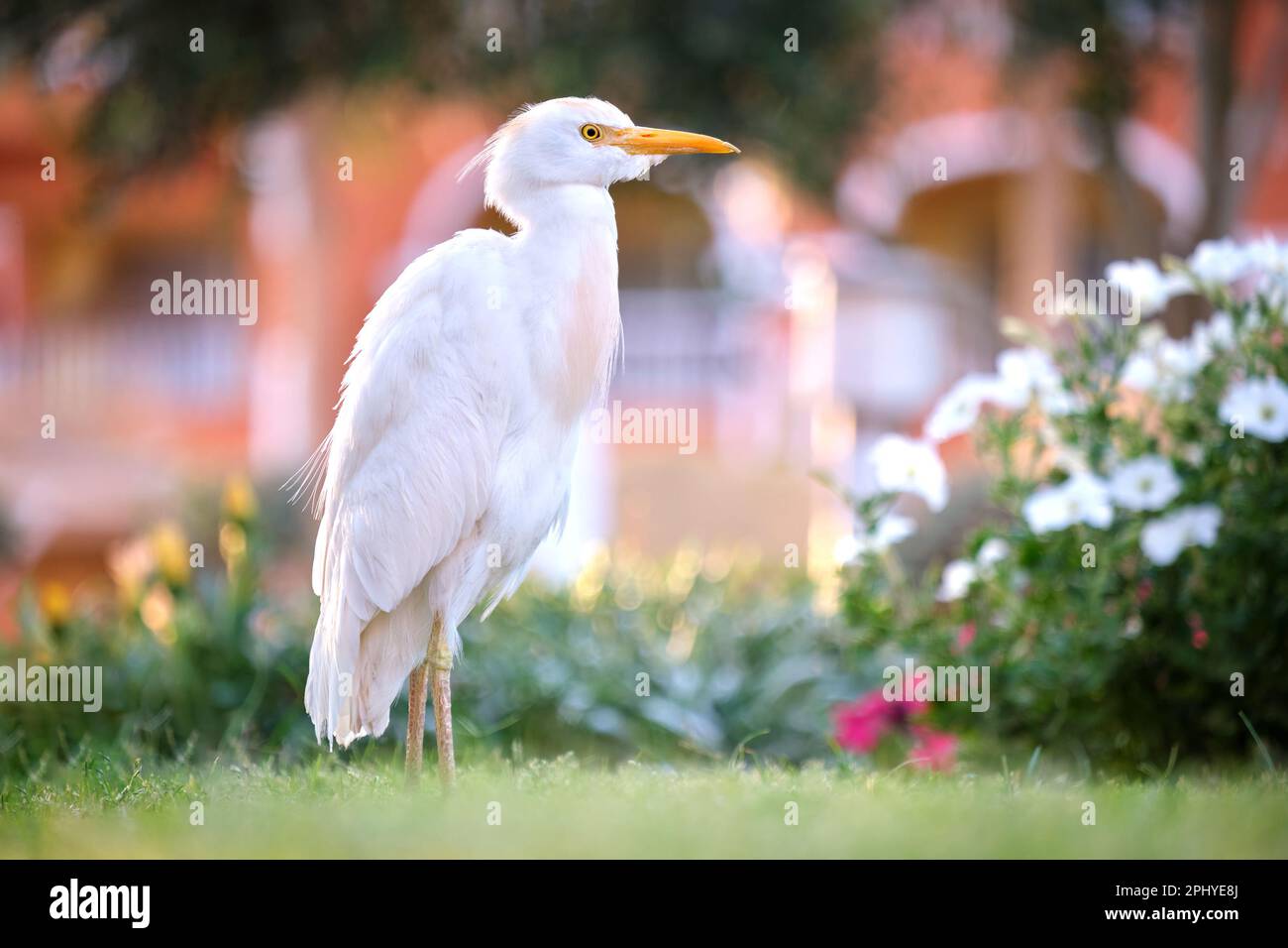 White cattle egret wild bird, also known as Bubulcus ibis walking on ...