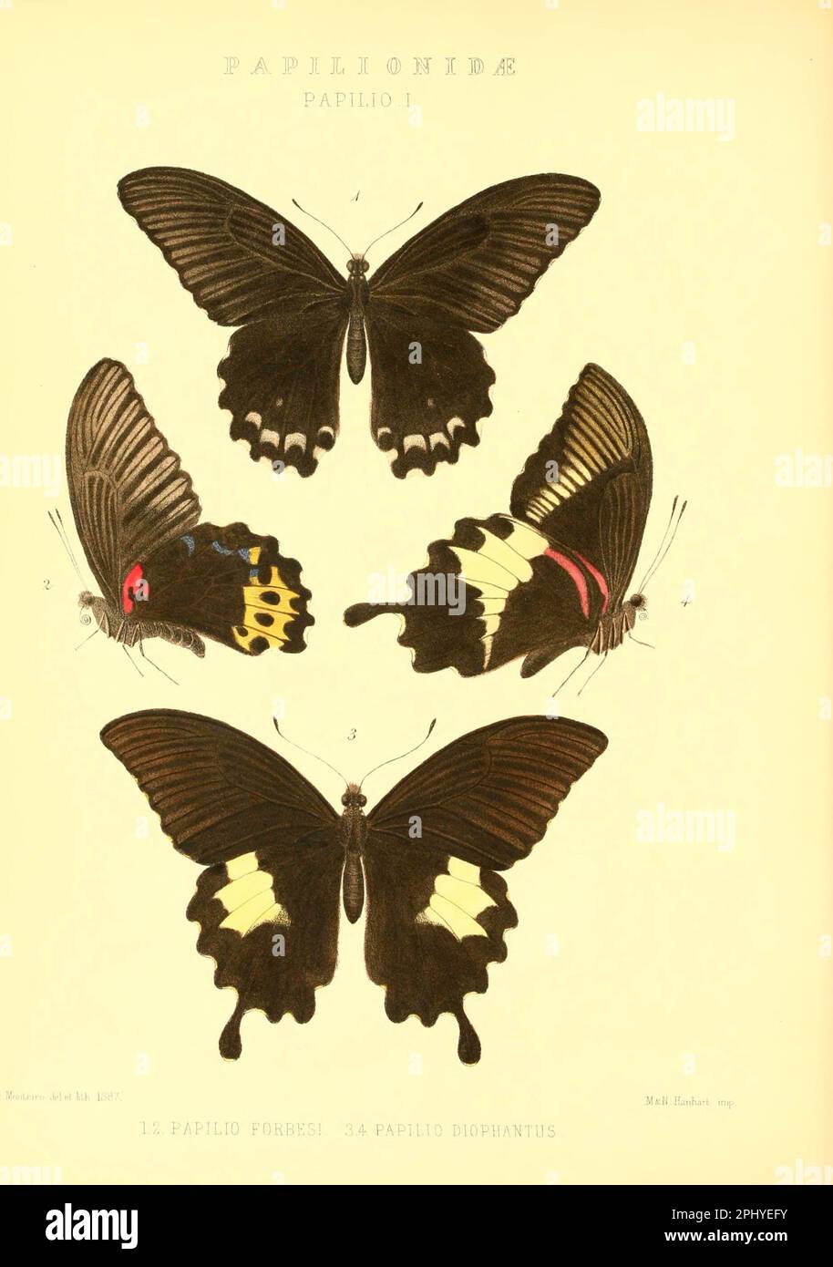 Diophantus hi-res stock photography and images - Alamy