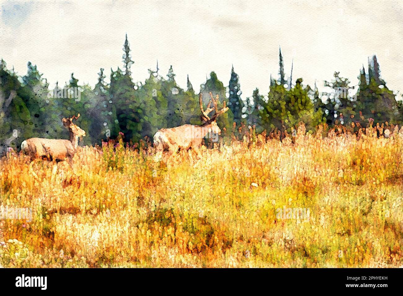 Digitally created watercolor painting of multiple mule deer Odocoileus ...