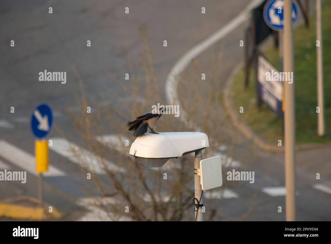 The hooded crow (Corvus cornix), also called the scald-crow or hoodie ...