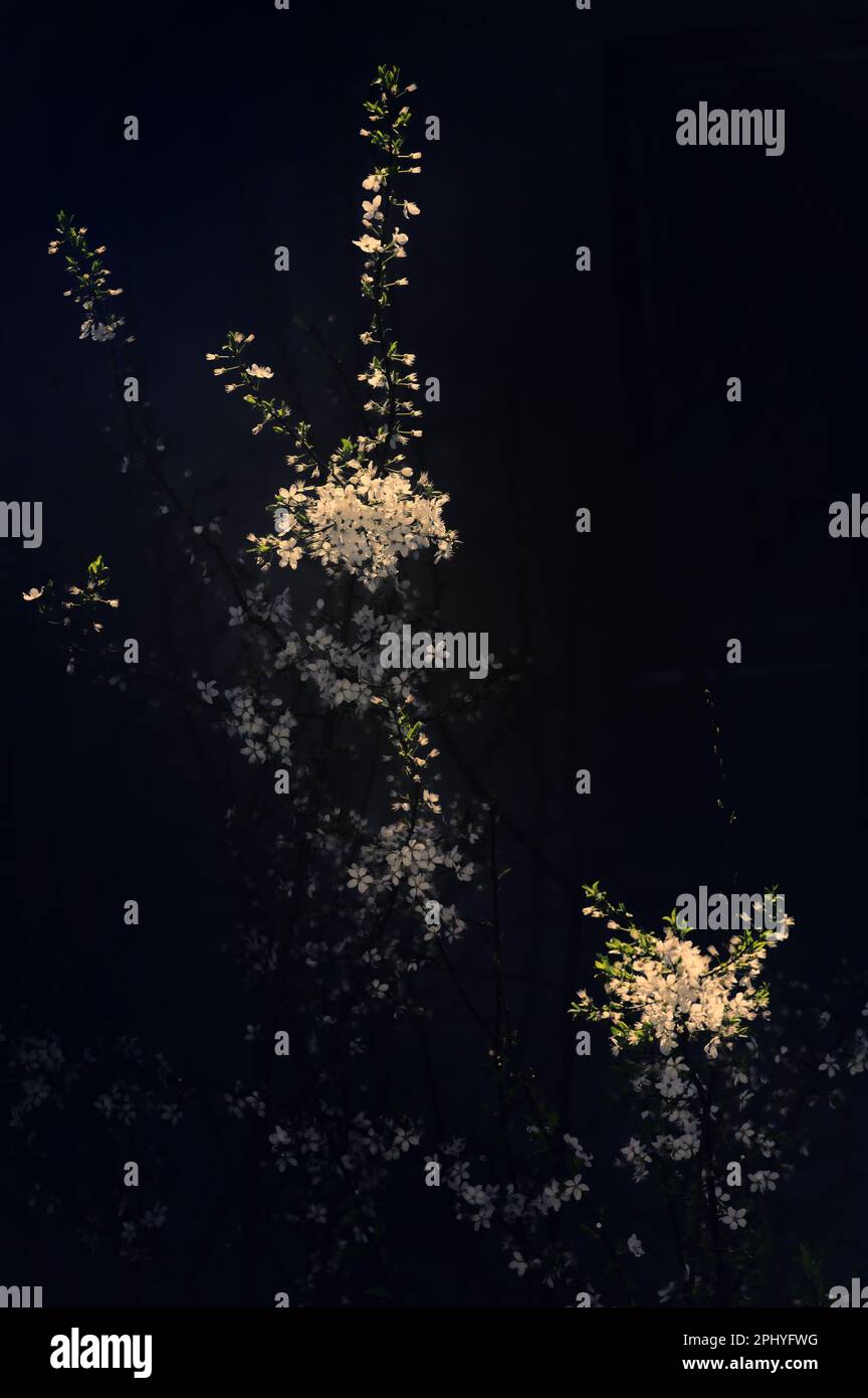 Cherry Blossoms. Beautiful Spring Tree with Black Bacground Stock Photo ...