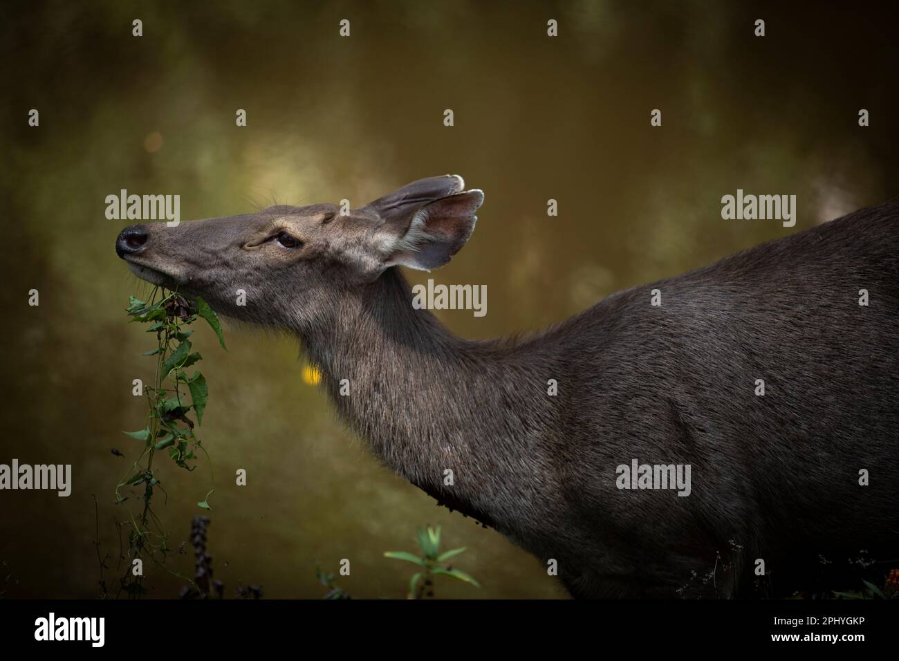 Behavior sambar deer in khaoyai hi-res stock photography and images - Alamy