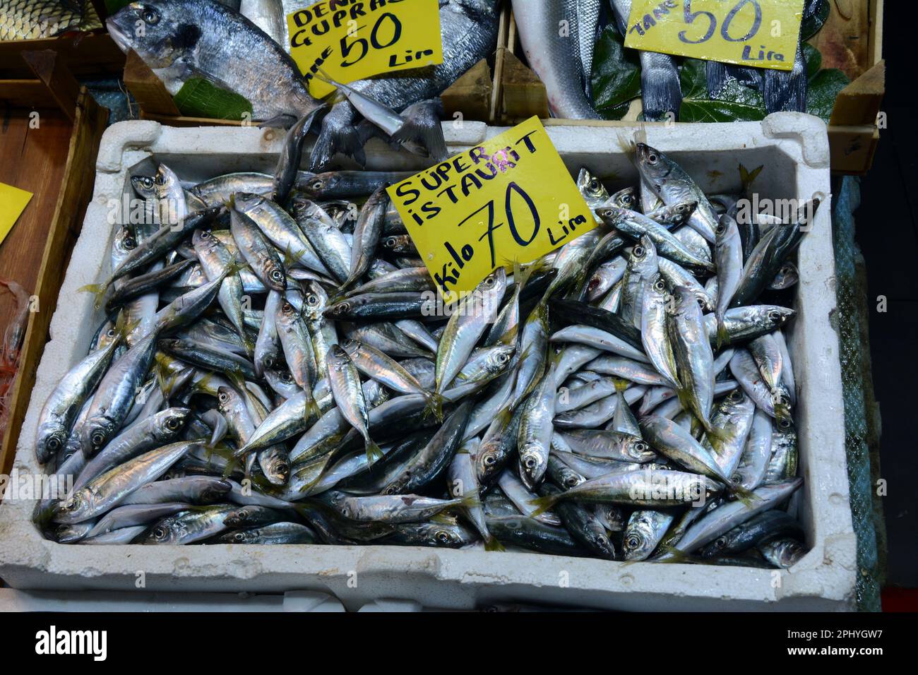 A bin of fresh istavrit, or horse mackerel, for sale at the Galata fish ...
