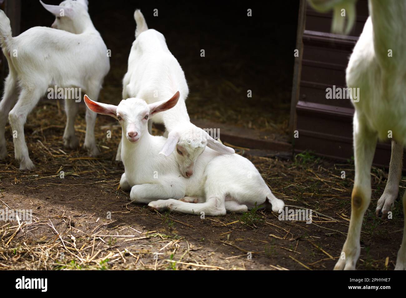 A pair of goats hi-res stock photography and images - Alamy