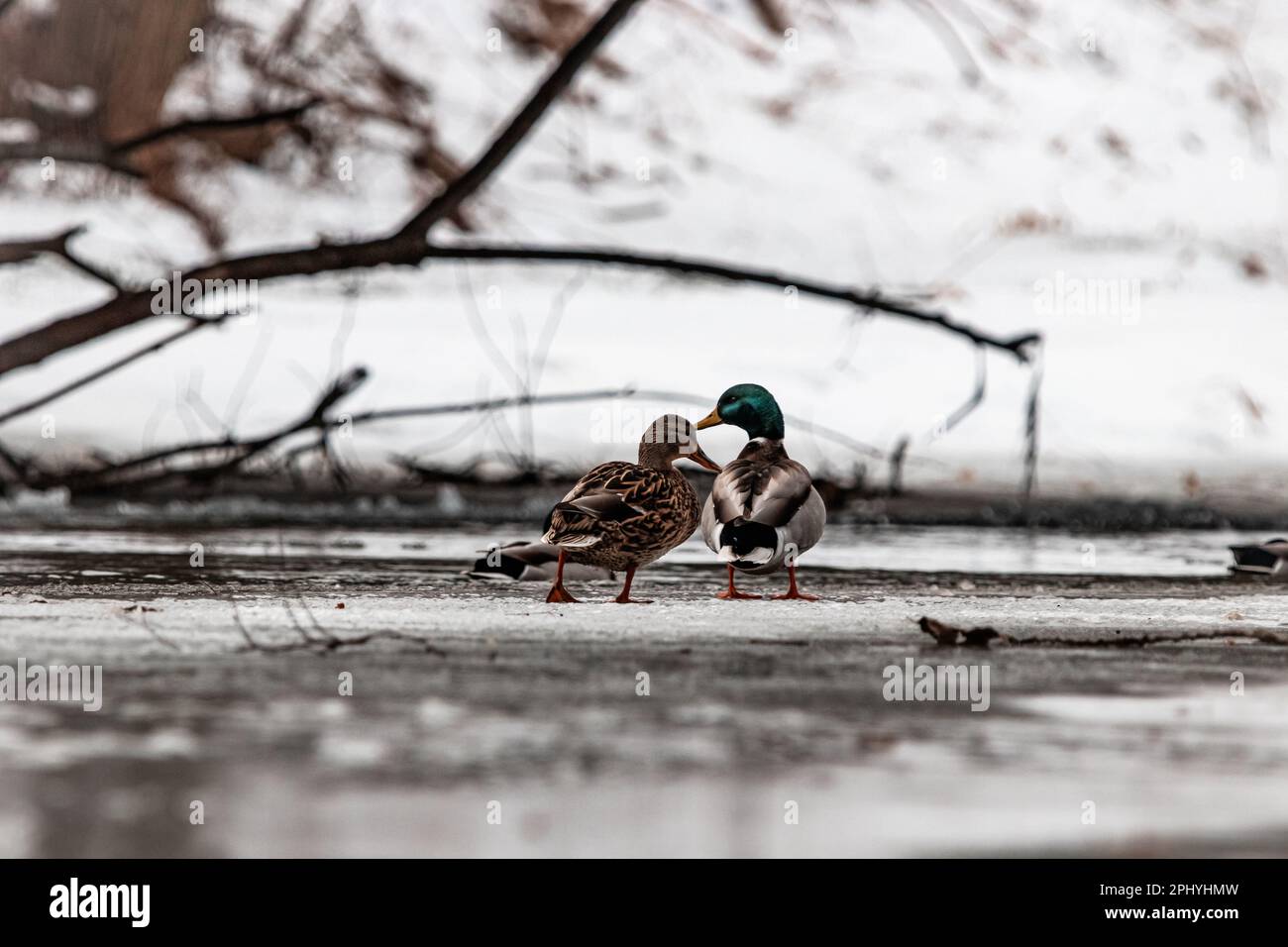 Two Mallard ducks standing in a snow-covered field near a tree Stock ...