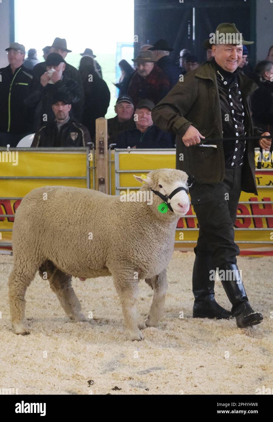 Wiedemar, Germany. 30th Mar, 2023. A ram of the Merino meat sheep breed ...
