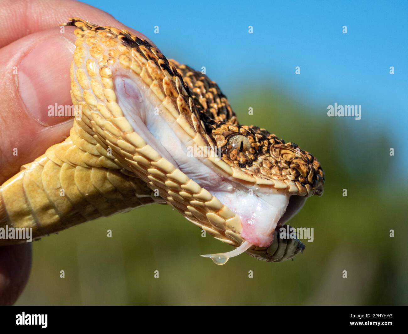 A person's hand grasping a Puff Adder snake, with one of its teeth ...
