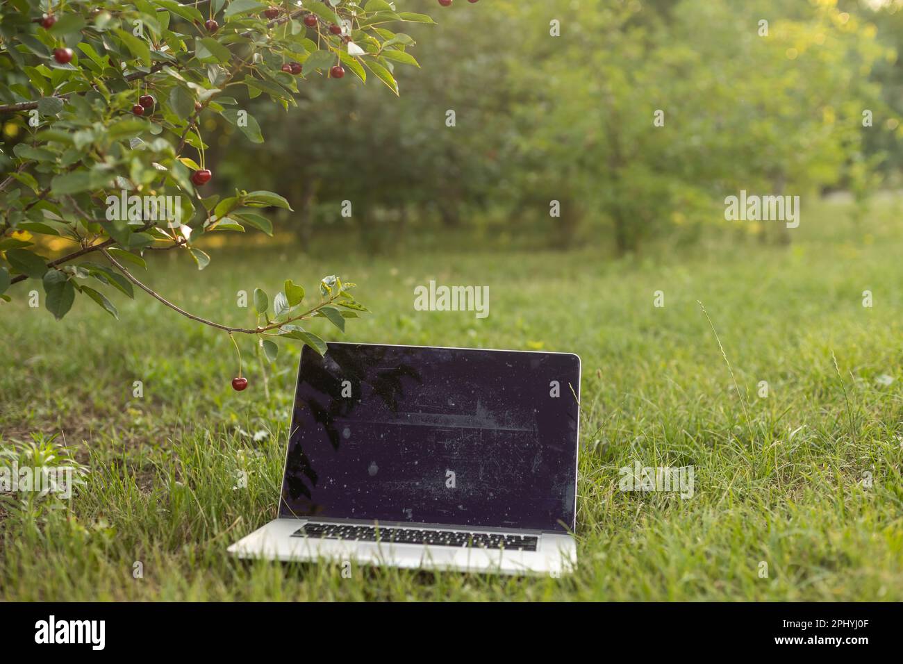 Laptop on green grass in park. Working outdoor Stock Photo - Alamy