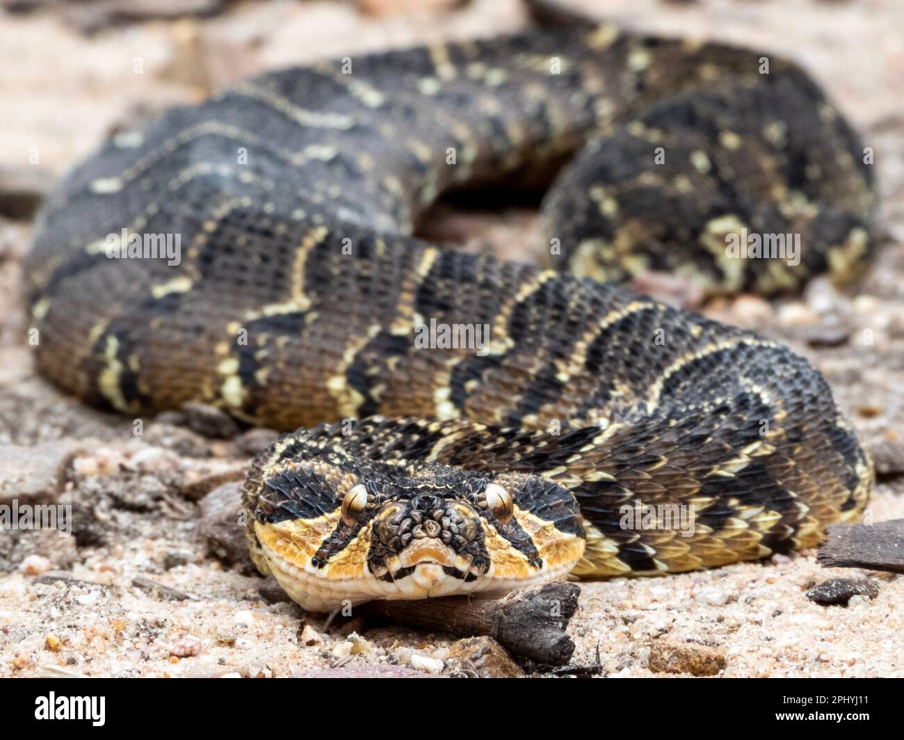 Hiss snake hi-res stock photography and images - Alamy