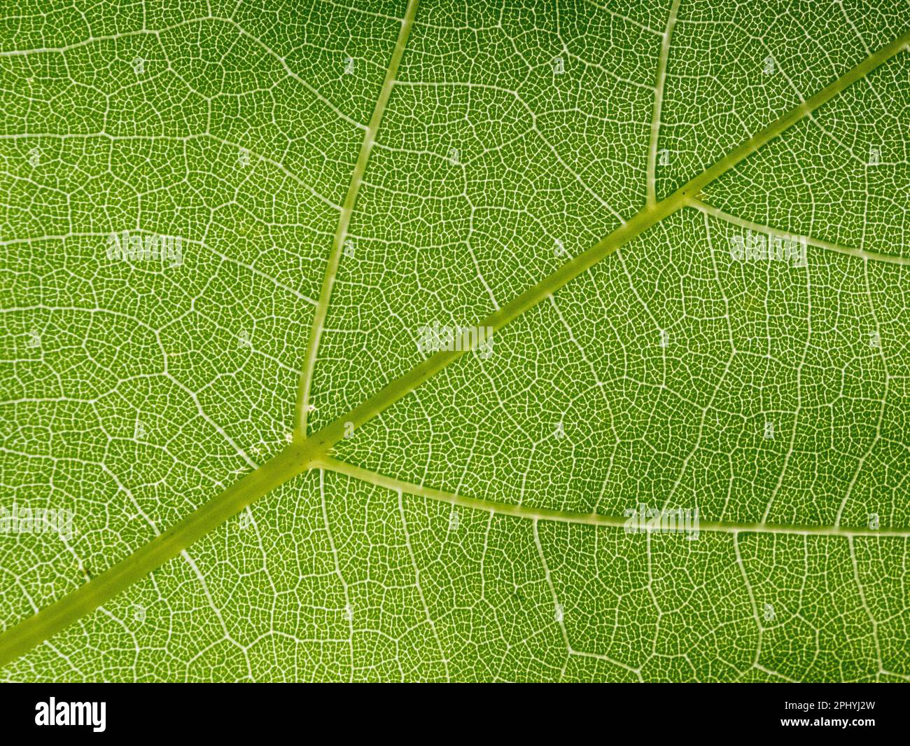 A closeup of a green leaf with intricate veins and textures visible ...