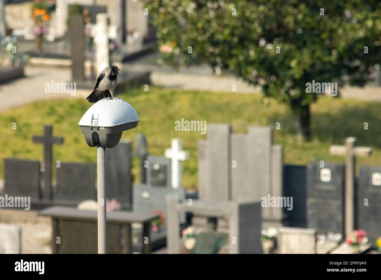 The hooded crow (Corvus cornix), also called the scald-crow or hoodie ...
