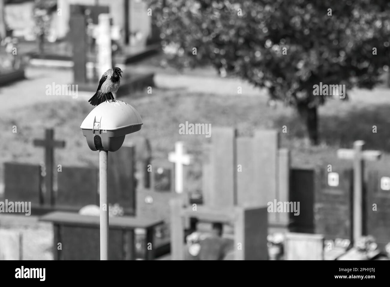 The hooded crow (Corvus cornix), also called the scald-crow or hoodie ...