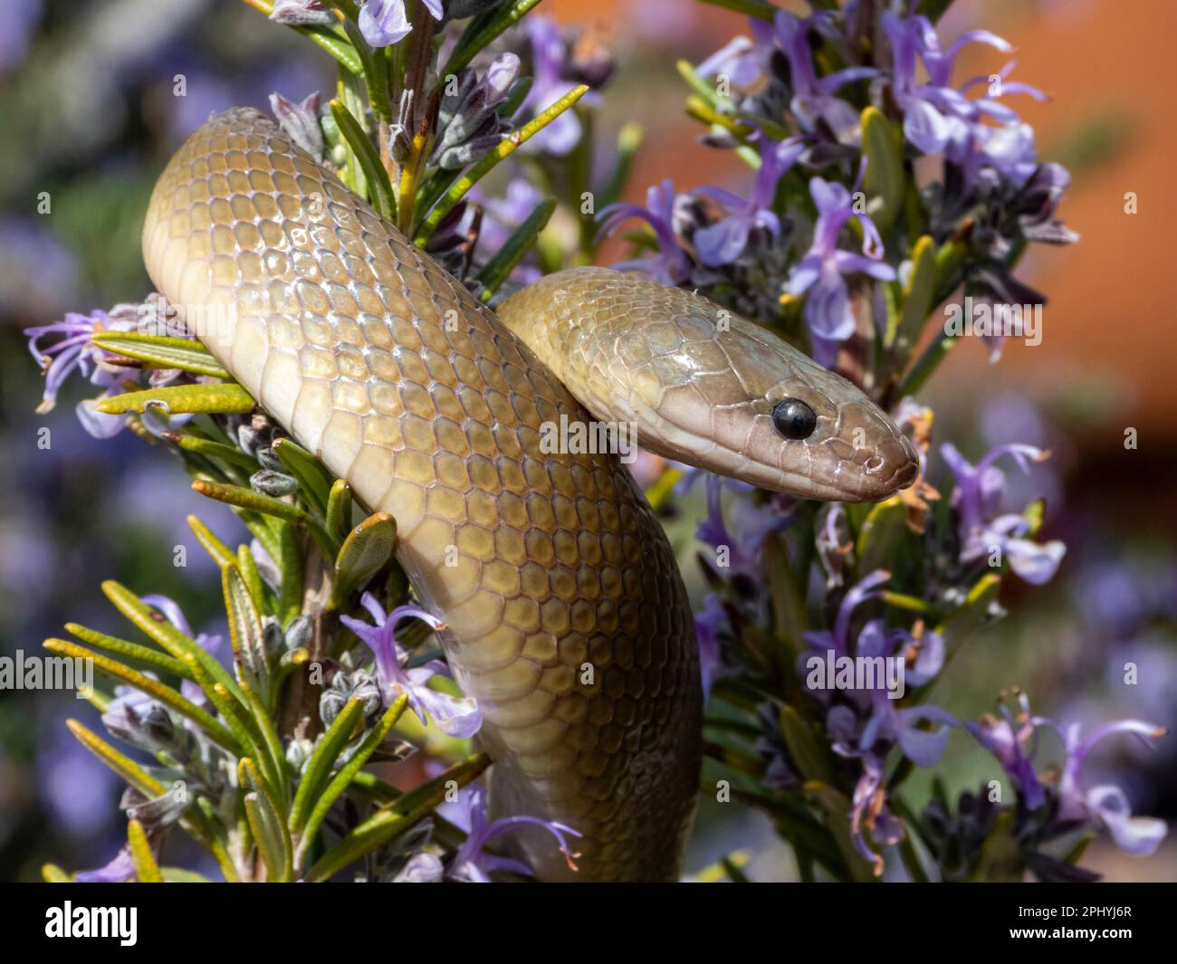An image of an olive snake snake coiled around a bush of colorful ...