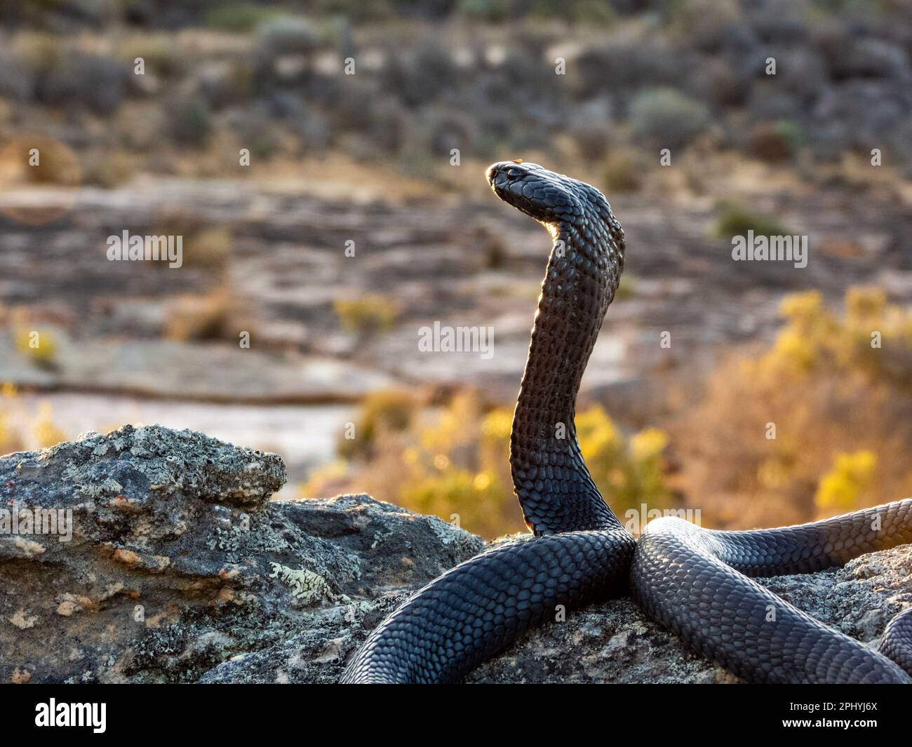 A black spitting cobra snake basks in the sunshine on a rock Stock ...