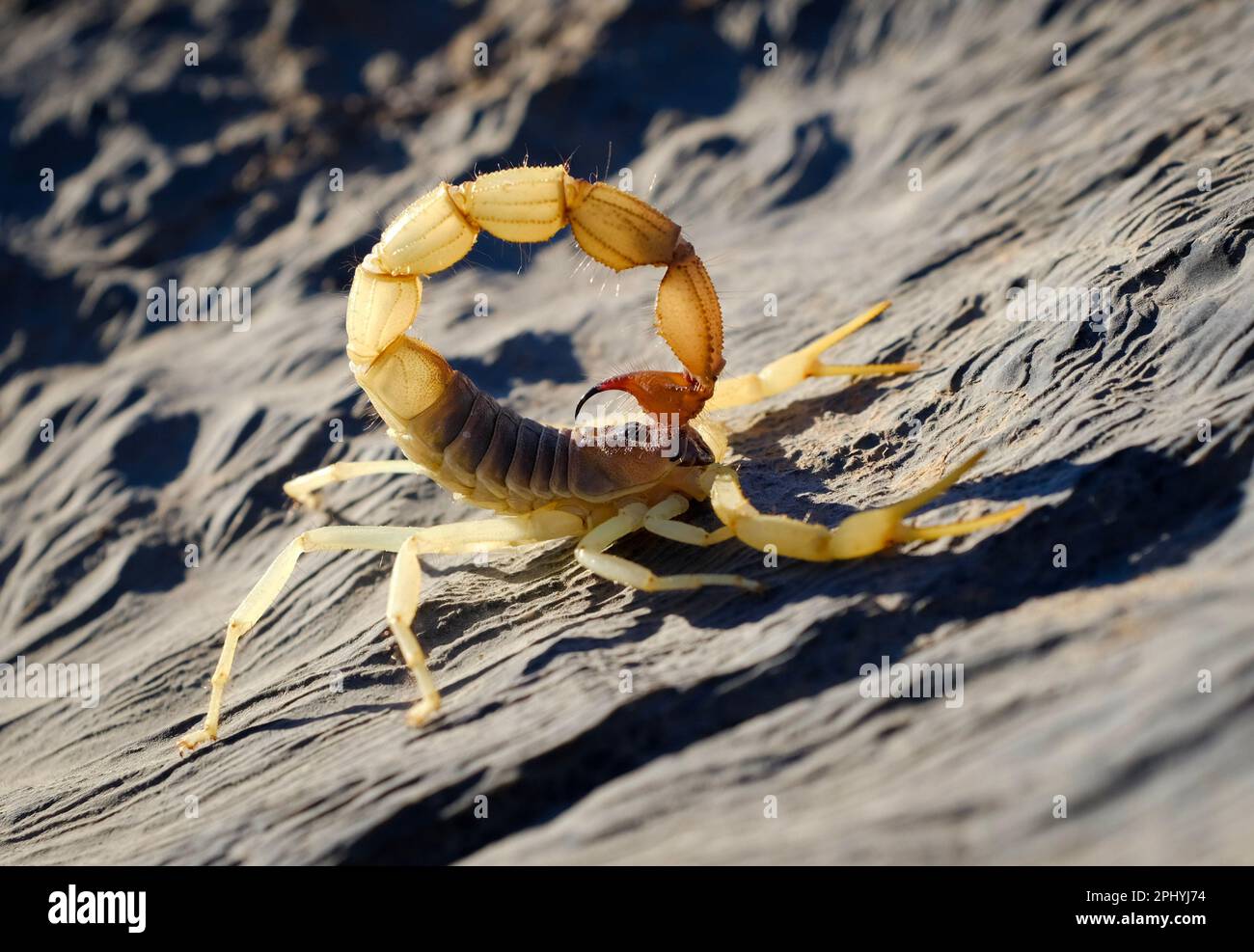 A bright yellow parabuthus scorpion atop a jagged rock in its natural ...