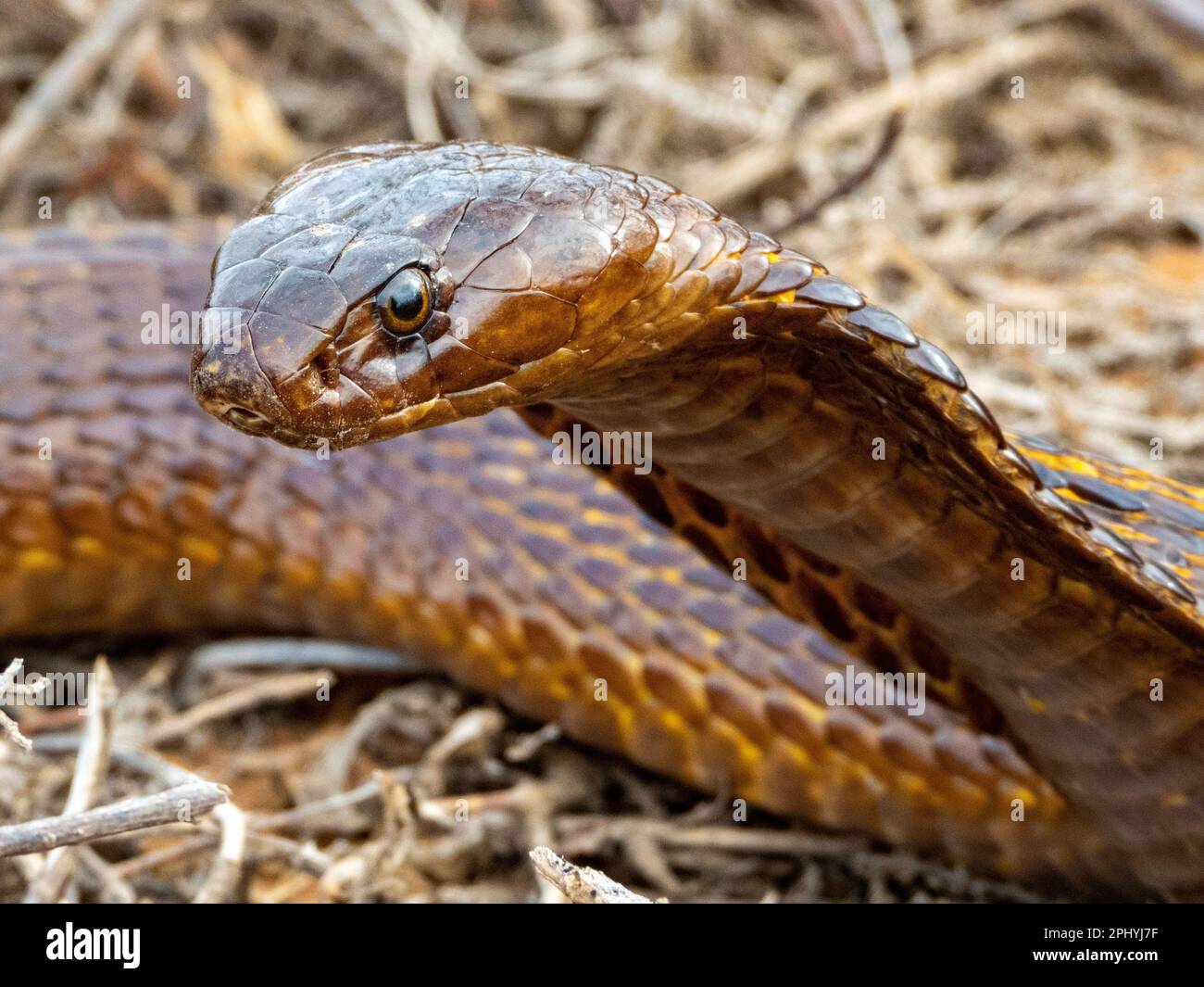 A close-up of a cape cobra snake coiled atop a gritty, rocky surface ...