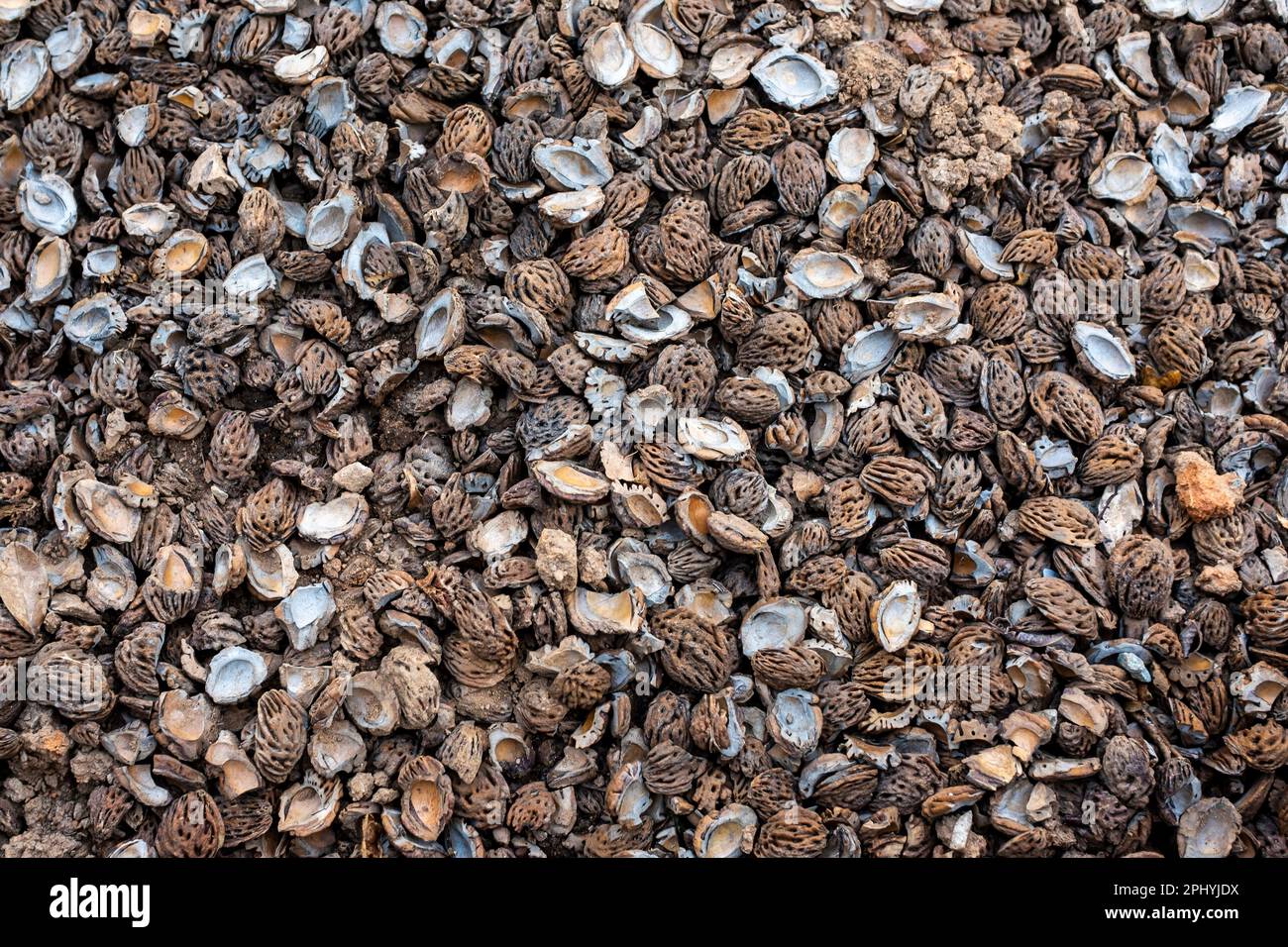 Close-up image of a textured surface featuring a collection of ...