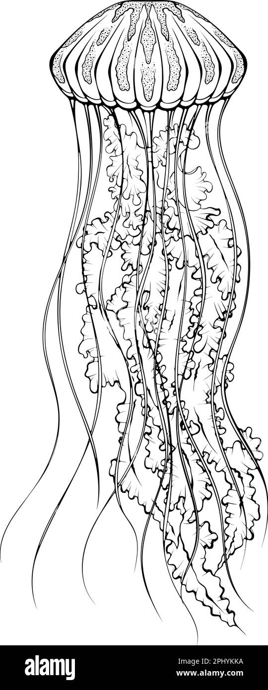 Jellyfish line art Stock Vector Image & Art - Alamy