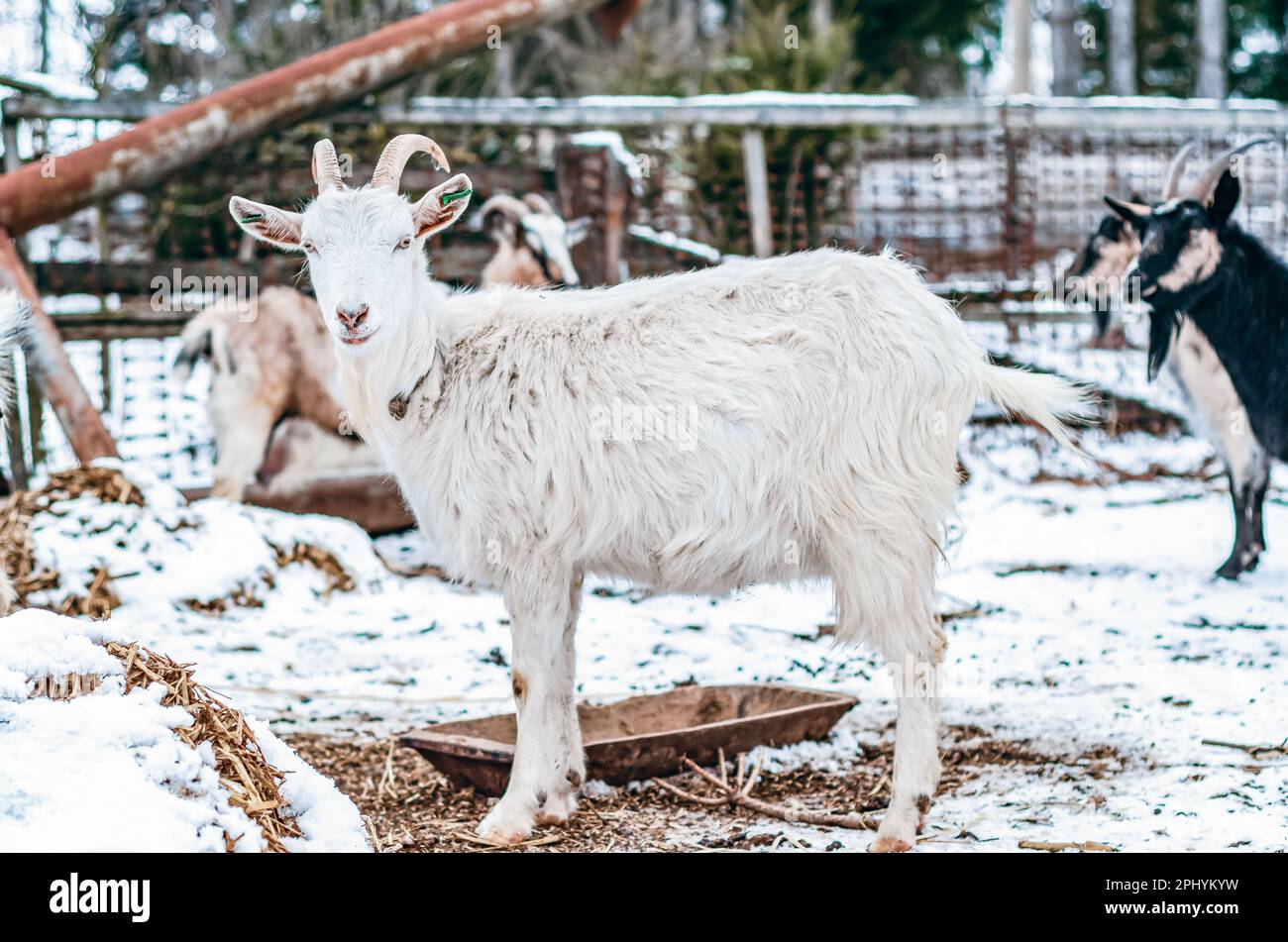 Large group goats in rural hi-res stock photography and images - Alamy