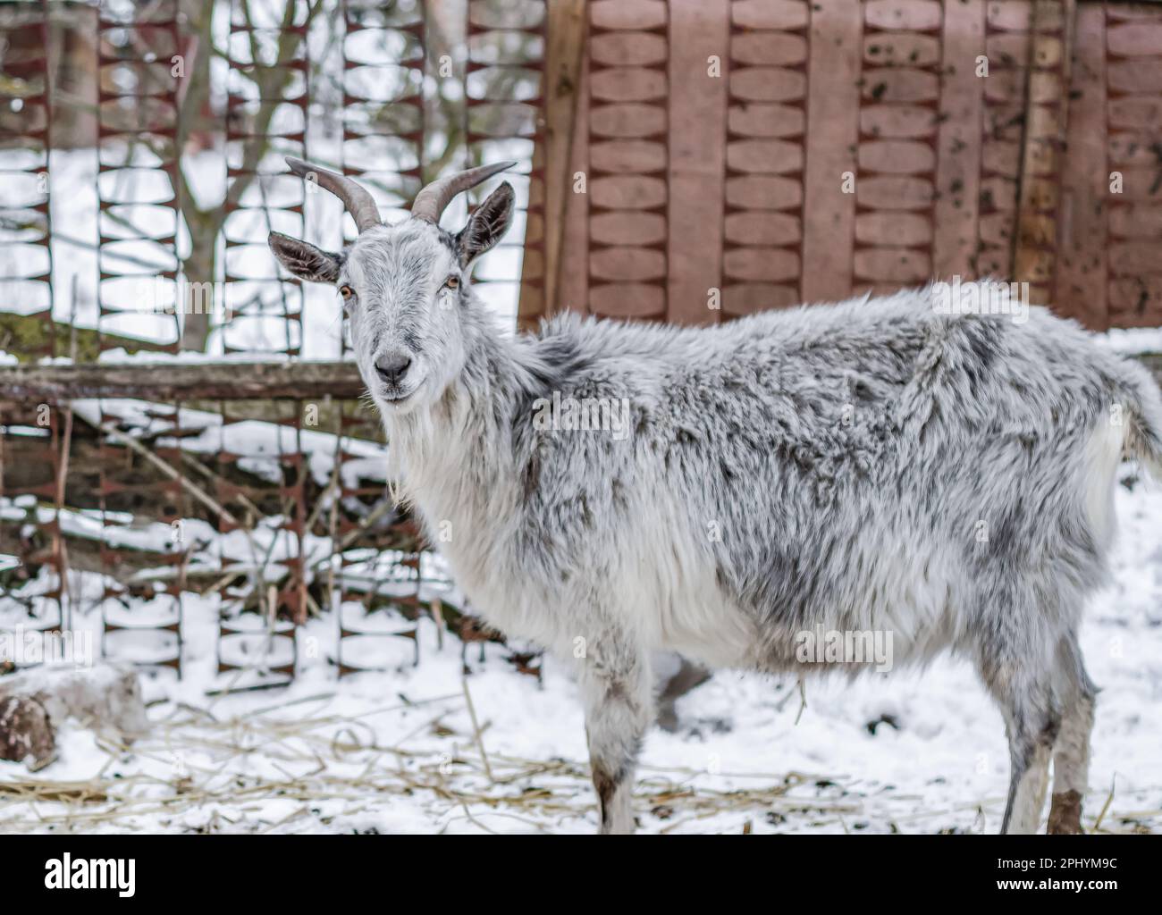 Domestic goat on a farm in snow Stock Photo - Alamy