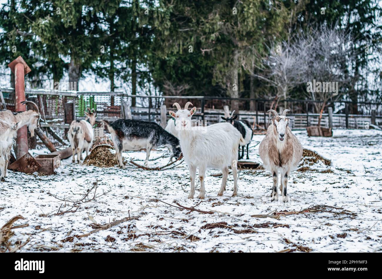 Domestic white goats hi-res stock photography and images - Alamy