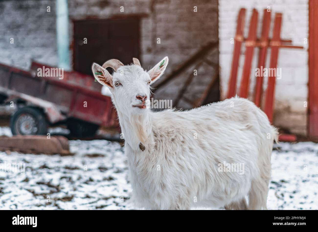 Domestic white goats hi-res stock photography and images - Alamy