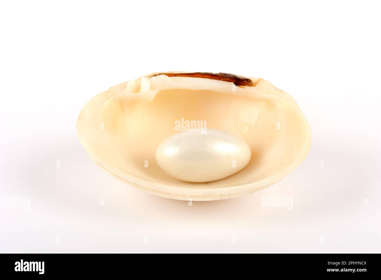 chocolote-coated almond inside an oyster shell on a white background ...