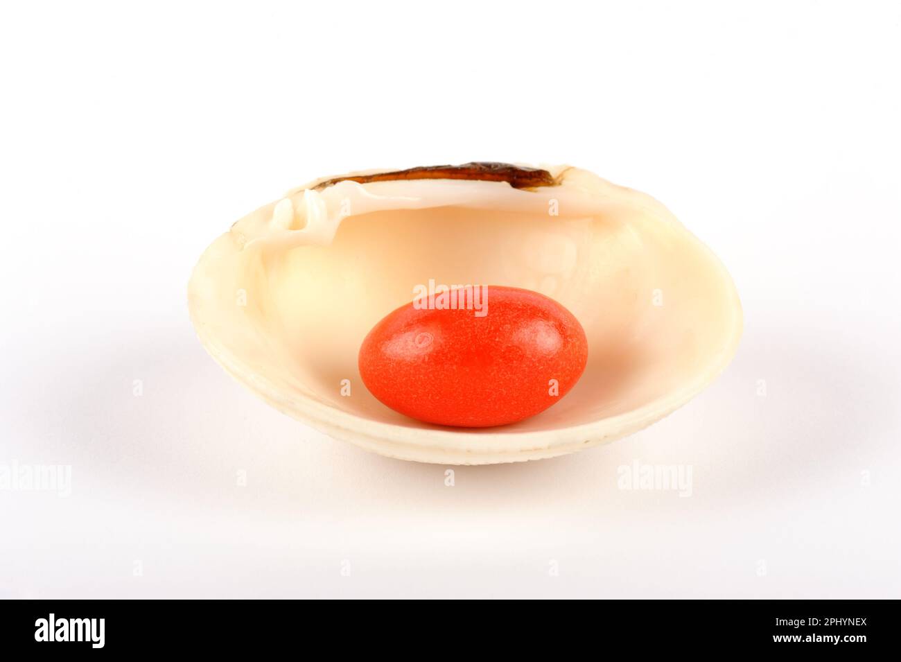 chocolote-coated almond inside an oyster shell on a white background ...