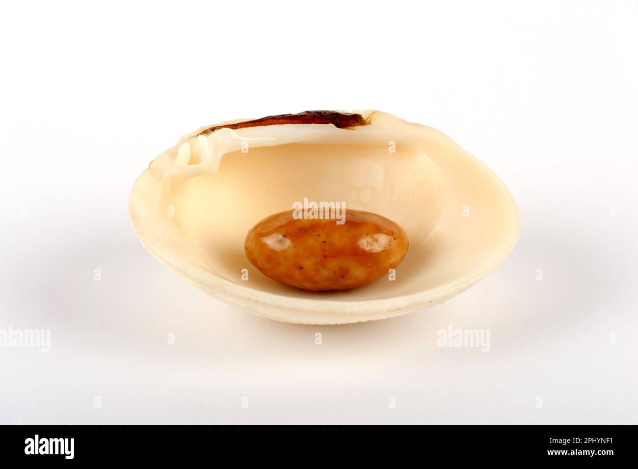 chocolote-coated almond inside an oyster shell on a white background ...