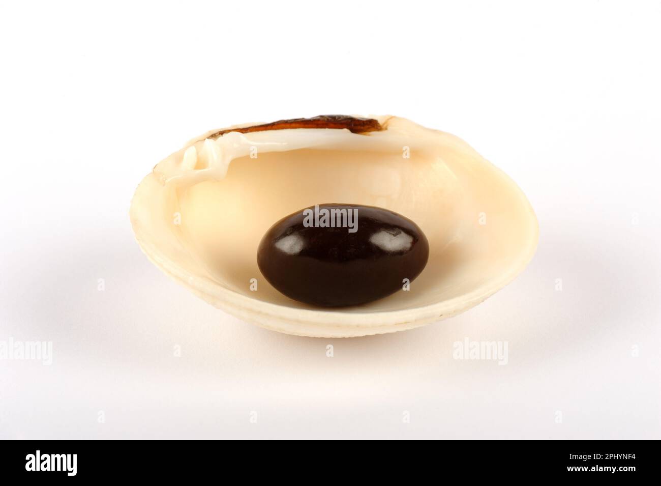 chocolote-coated almond inside an oyster shell on a white background ...