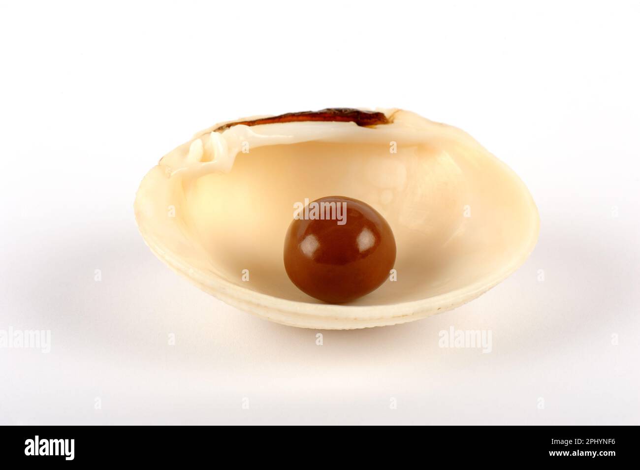 chocolote-coated almond inside an oyster shell on a white background ...