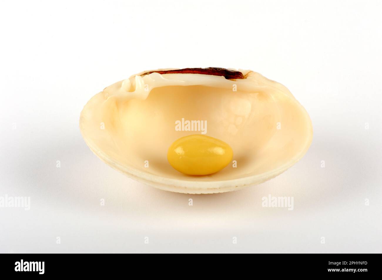 chocolote-coated almond inside an oyster shell on a white background ...