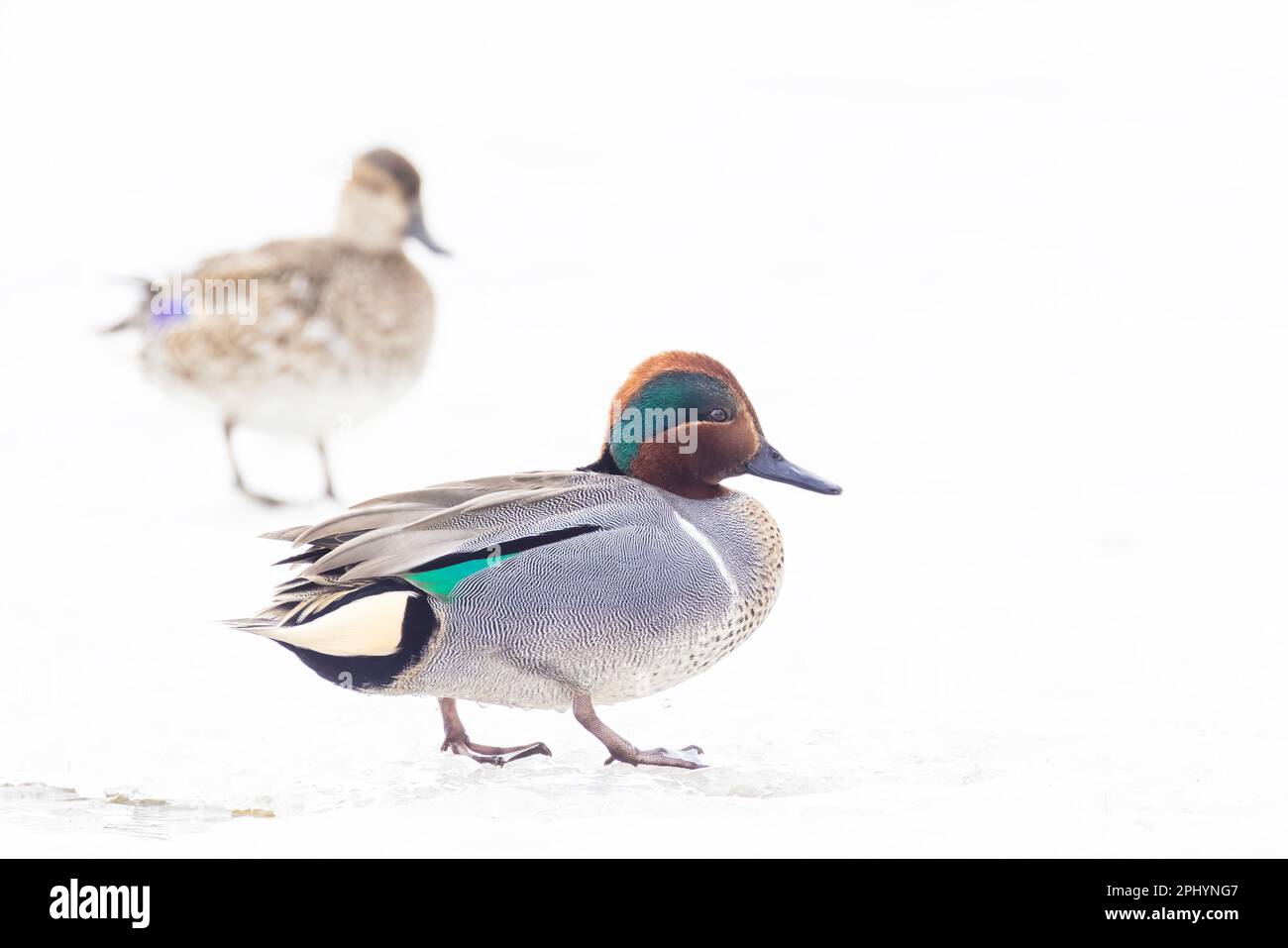Pair green-winged teal (Anas carolinensis) in spring Stock Photo - Alamy