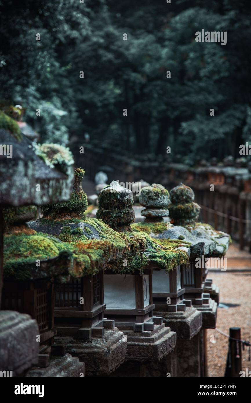 Stone temple lanterns at Kasuga Taisha, the Lantern Shinto shrine in ...