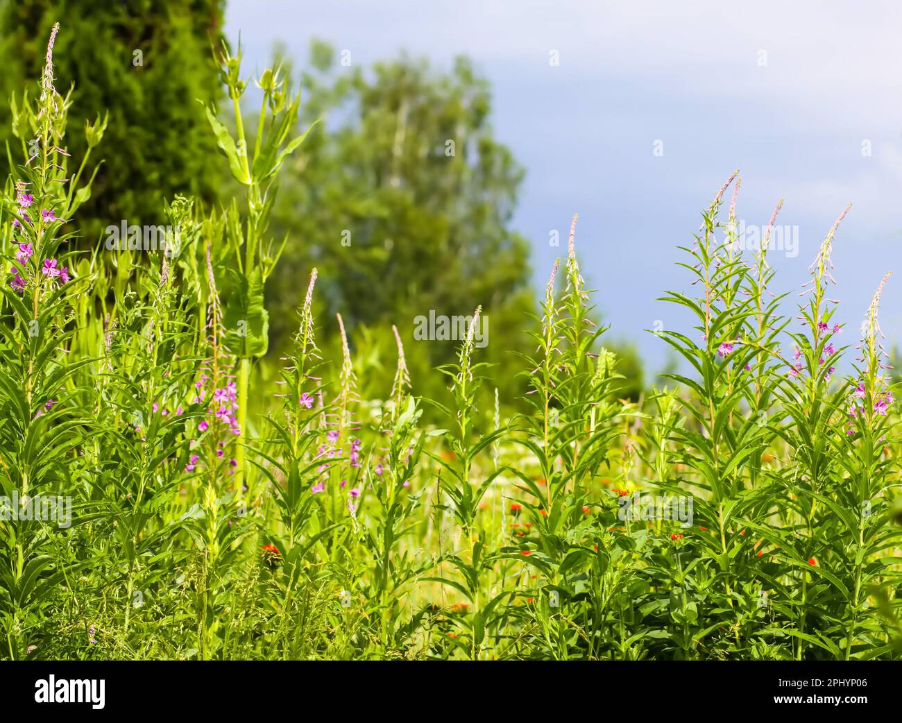 Fireweed flowers on summer field before the flowering season. Medical ...