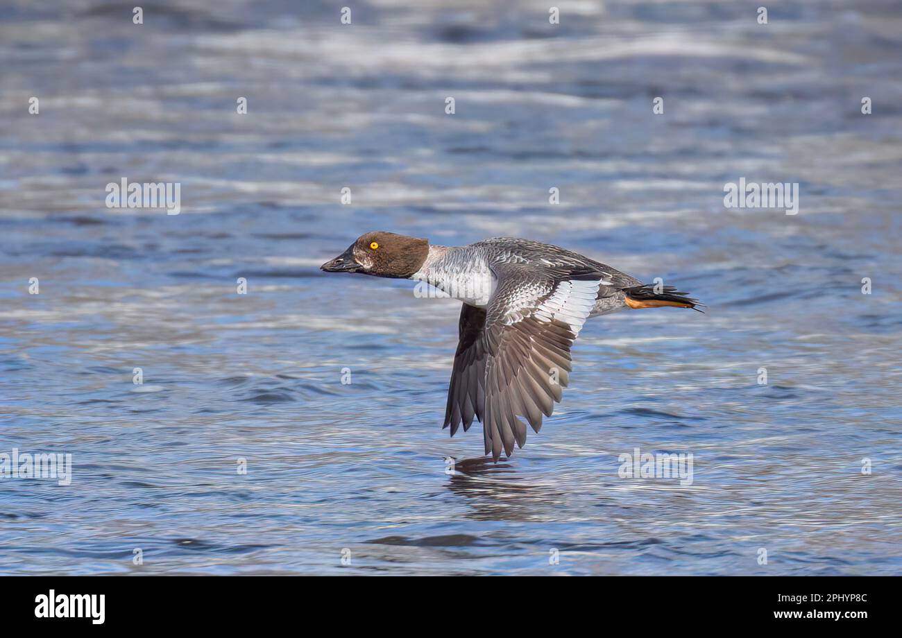 A first winter male Goldeneye duck in flight over the Ottawa river in ...