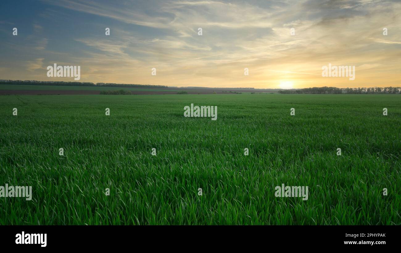 Early spring green field with new crops. Farm, agricultural landscape ...