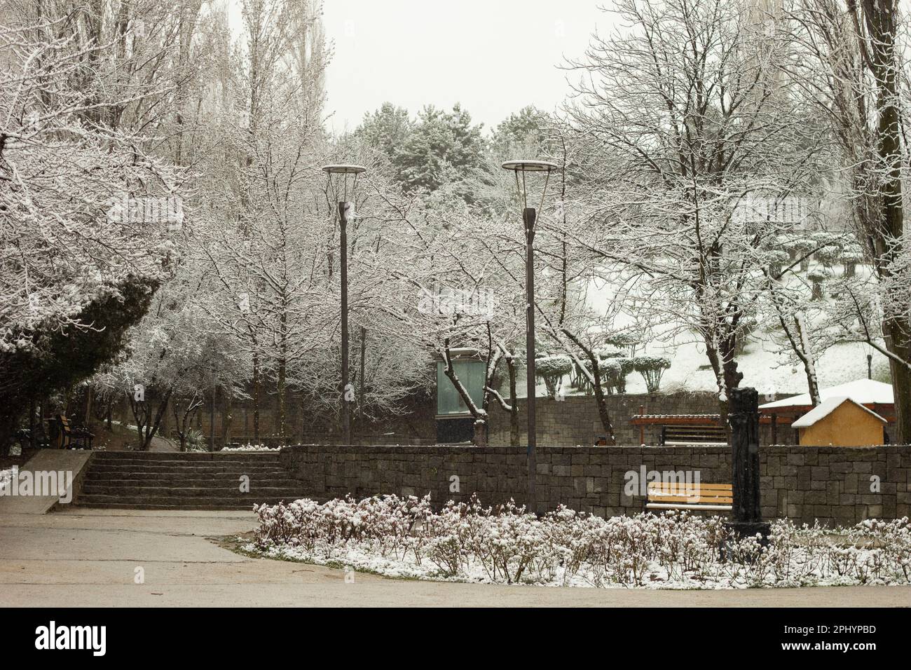 Forest, snowing, stairs, falling snowflakes, snowstorm, storm, trees in ...