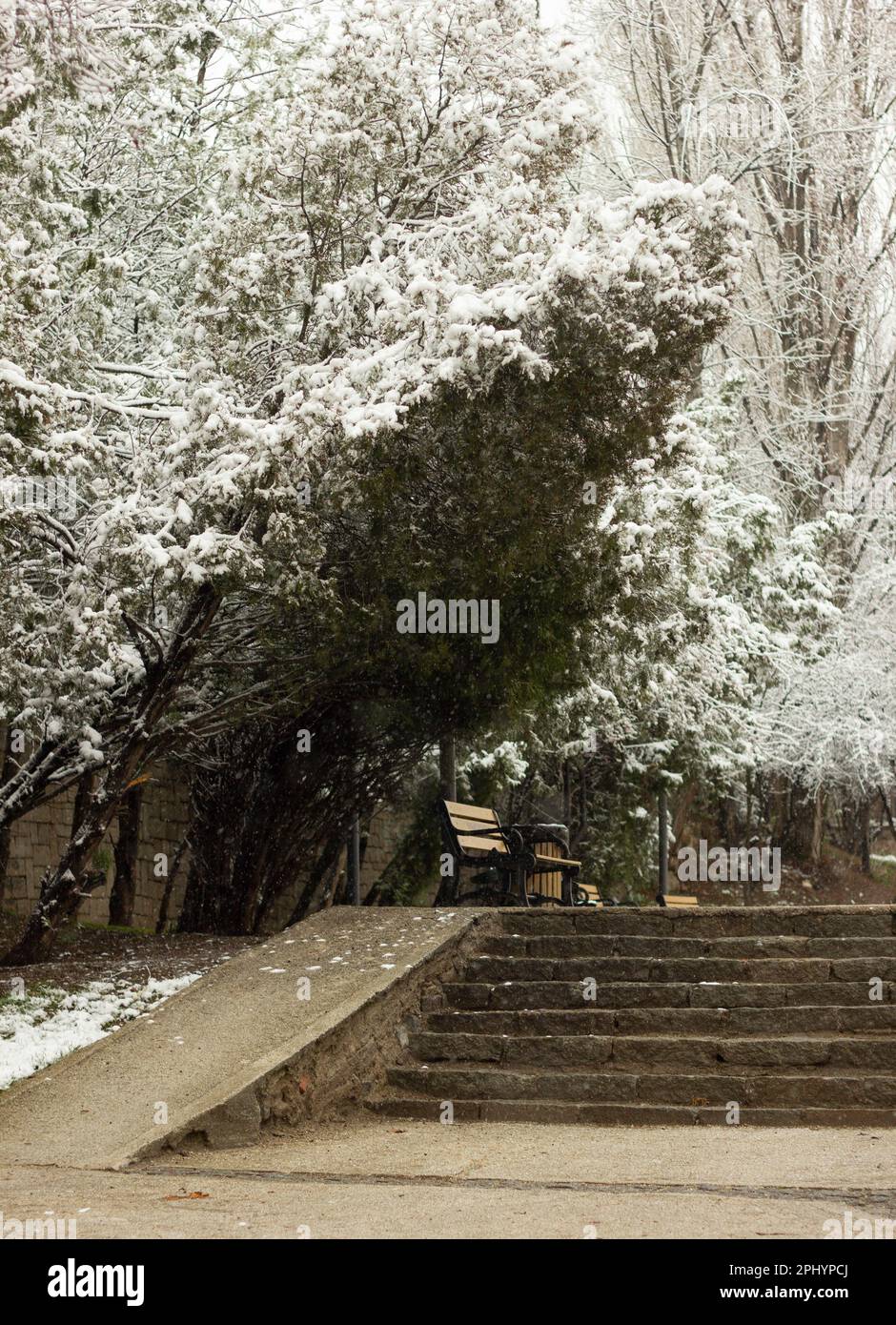 Forest, snowing, stairs, falling snowflakes, snowstorm, storm, trees in ...