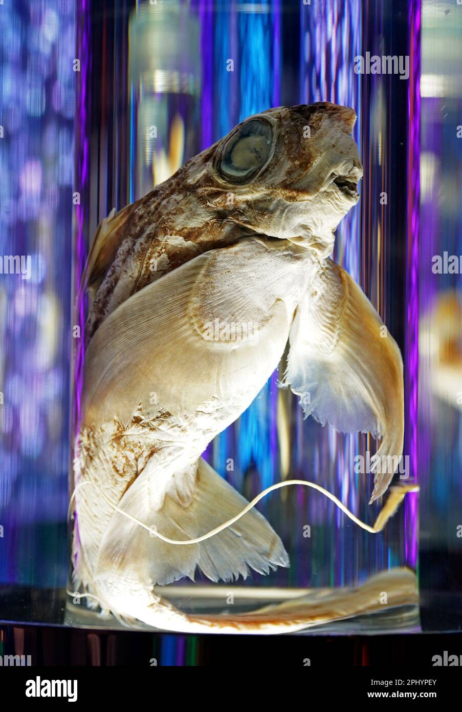 A view of a Ghost Shark during a preview for Monsters of the Deep ...
