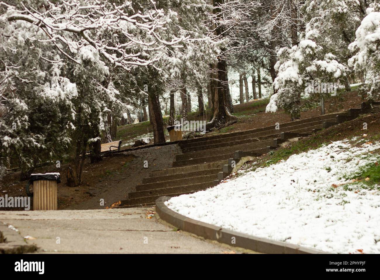 Forest, snowing, stairs, falling snowflakes, snowstorm, storm, trees in ...