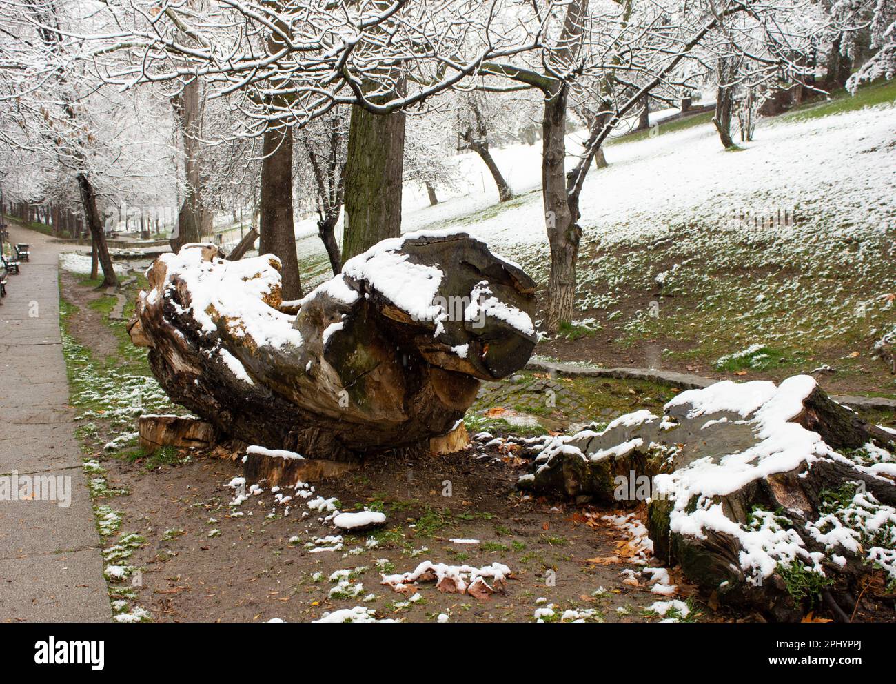 Uprooted tree. Fallen tree in the forest. Forest landscape. The roots ...