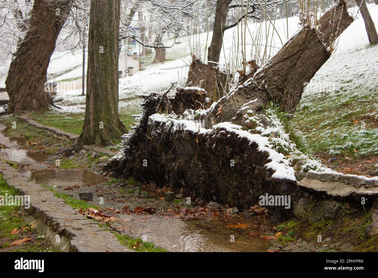 Uprooted tree. Fallen tree in the forest. Forest landscape. The roots ...