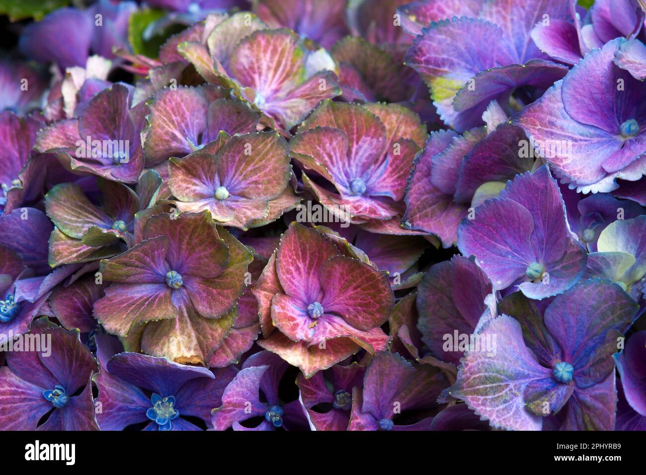 blue hydrangea flower background - macro image Stock Photo - Alamy