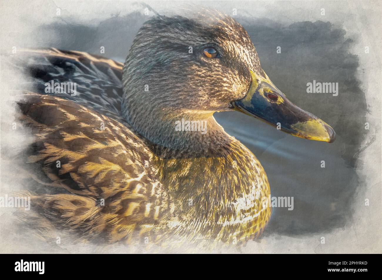 A digital watercolour painting of a female mallard dabbling duck, anas ...