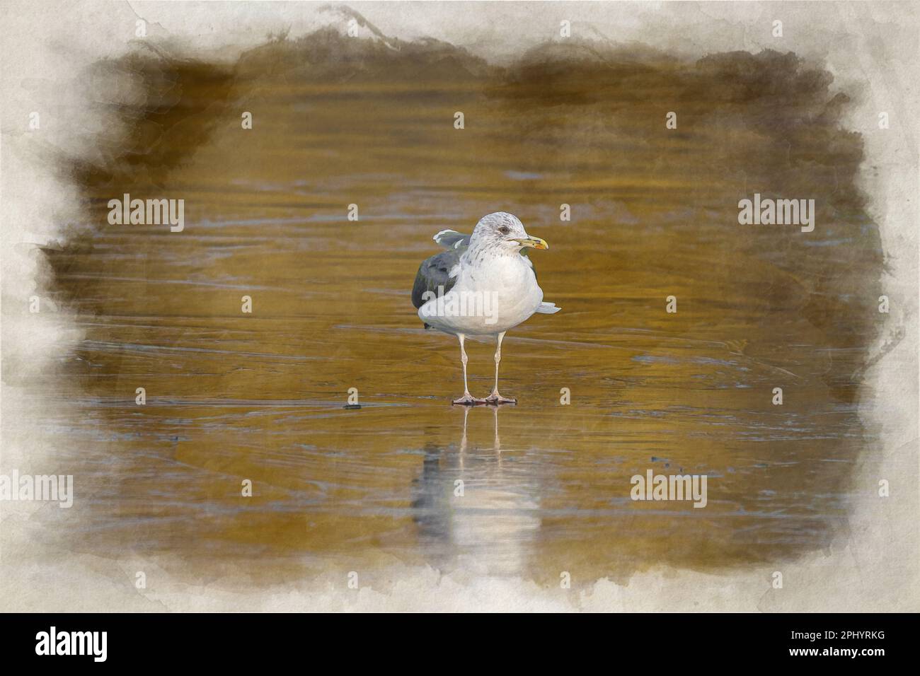 Adult Herring Gull digital watercolour painting. Larus argentatus on a ...