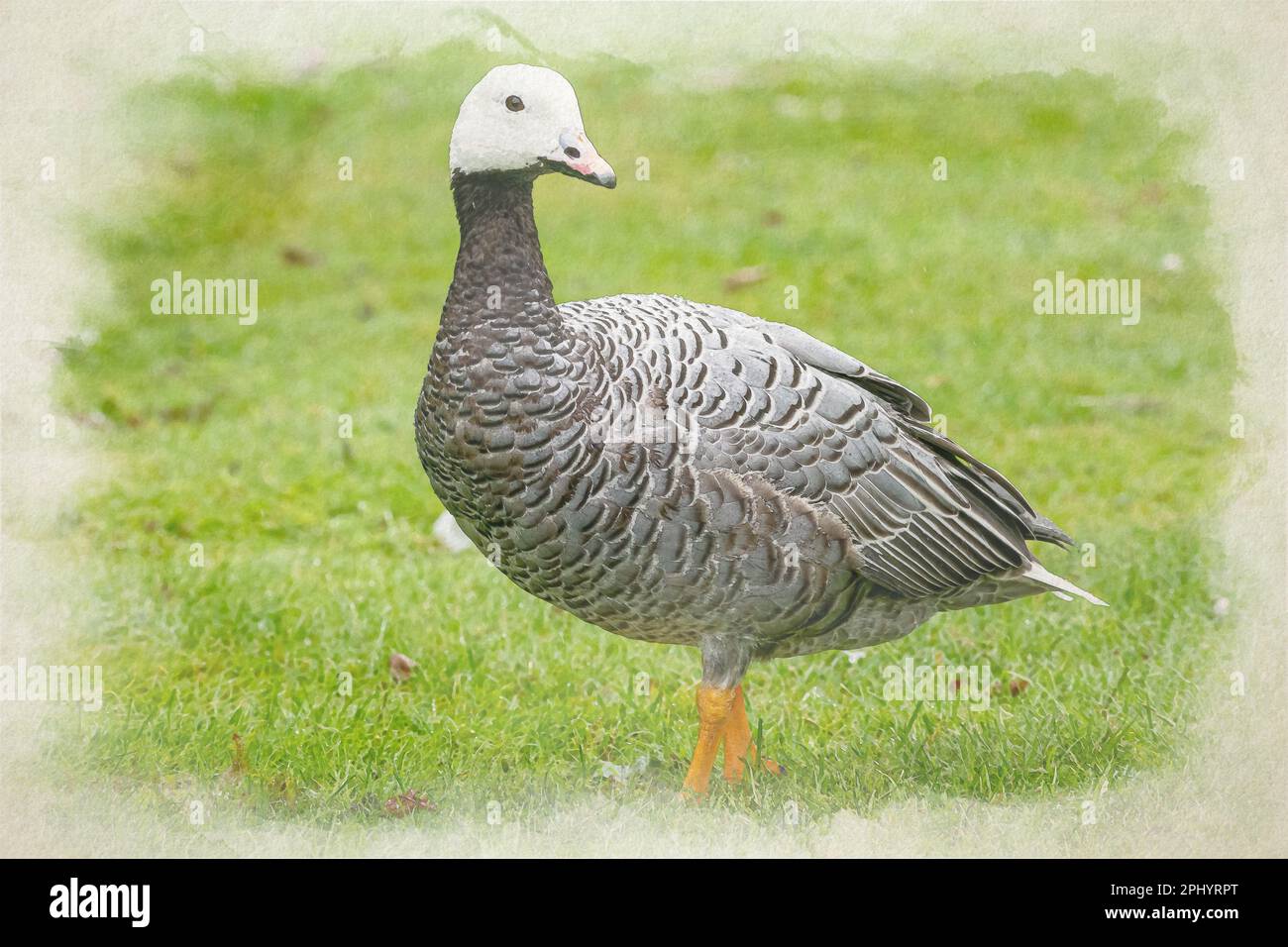 Digital watercolour painting of an Emperor goose, Anser canagicus of ...