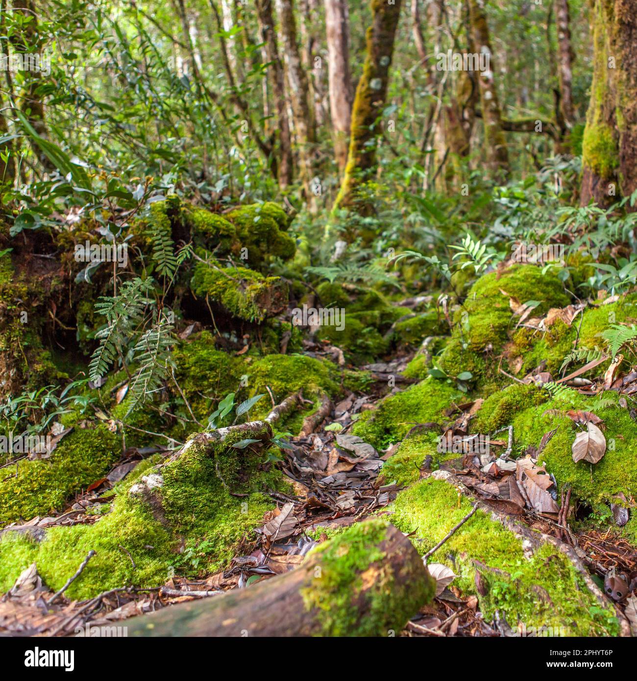 Wild outdoor jungle trail. Rainforest scenery with green moss, ferns ...