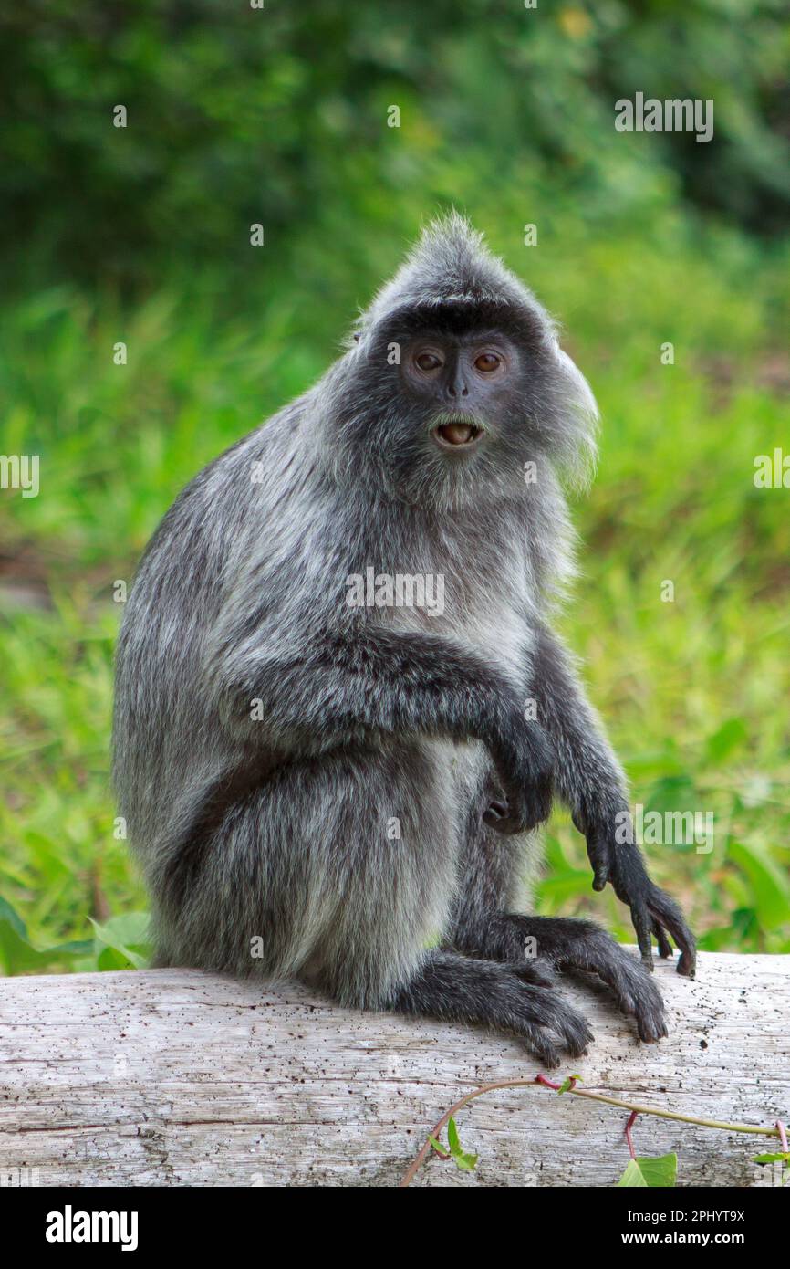 Silvery lutung on tree hi-res stock photography and images - Alamy